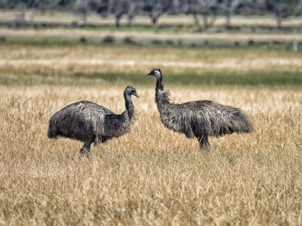 Free Association 86 - Grid Therapy